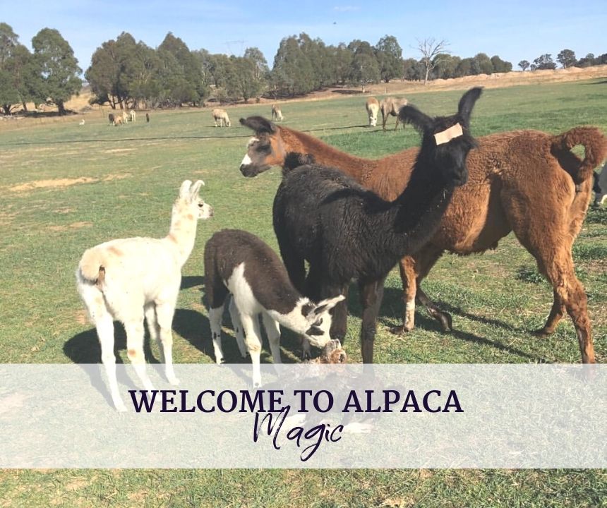 Welcome to Alpaca Magic Farmland - Naomi Findlay